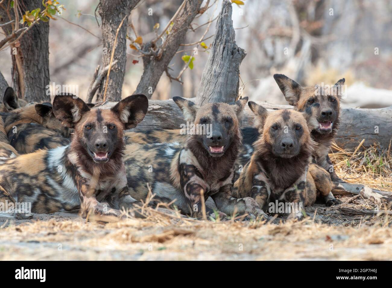 African wild dog pack hi-res stock photography and images - Alamy