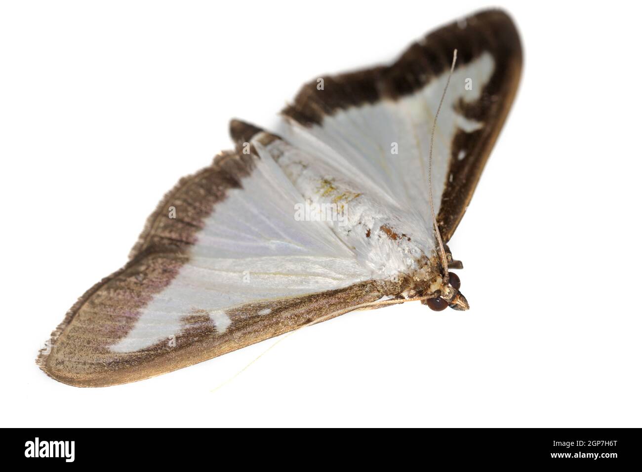Box tree moth damage Cut Out Stock Images & Pictures - Alamy