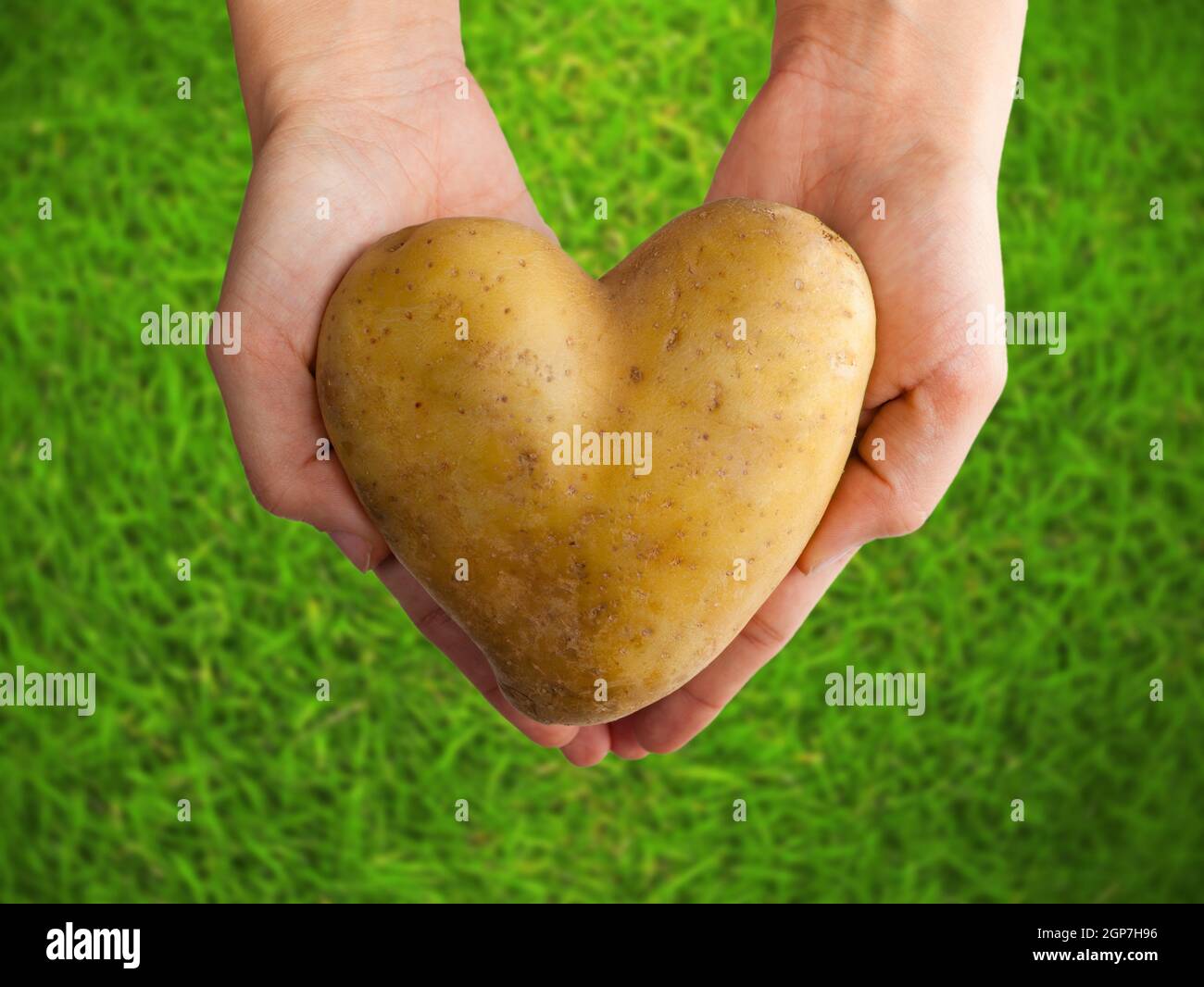 Potato shaped heart in the female hands on green grass Stock Photo - Alamy