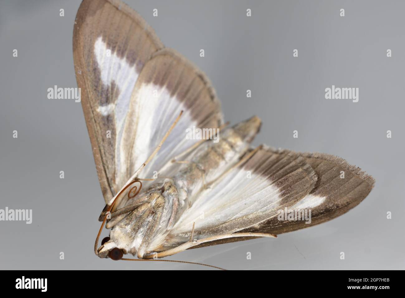 Box tree moth hi-res stock photography and images - Alamy