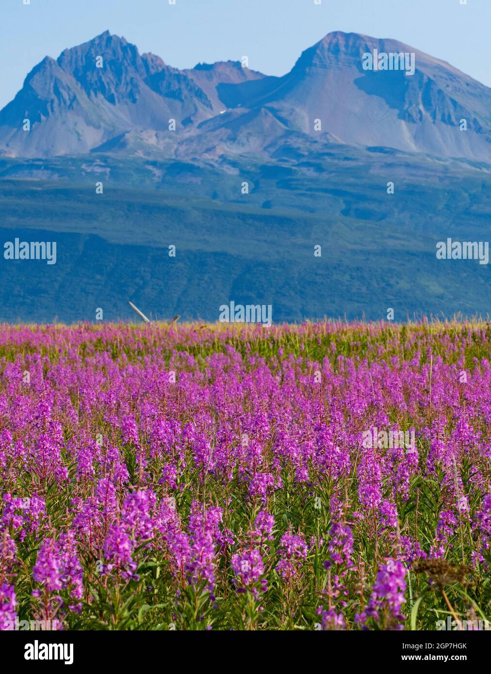 Hallo Bay, Katmai National Park, Alaska Stock Photo - Alamy