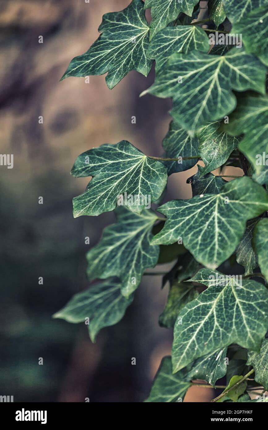 Closeup of ivy on old ancient grunge wall Stock Photo - Alamy