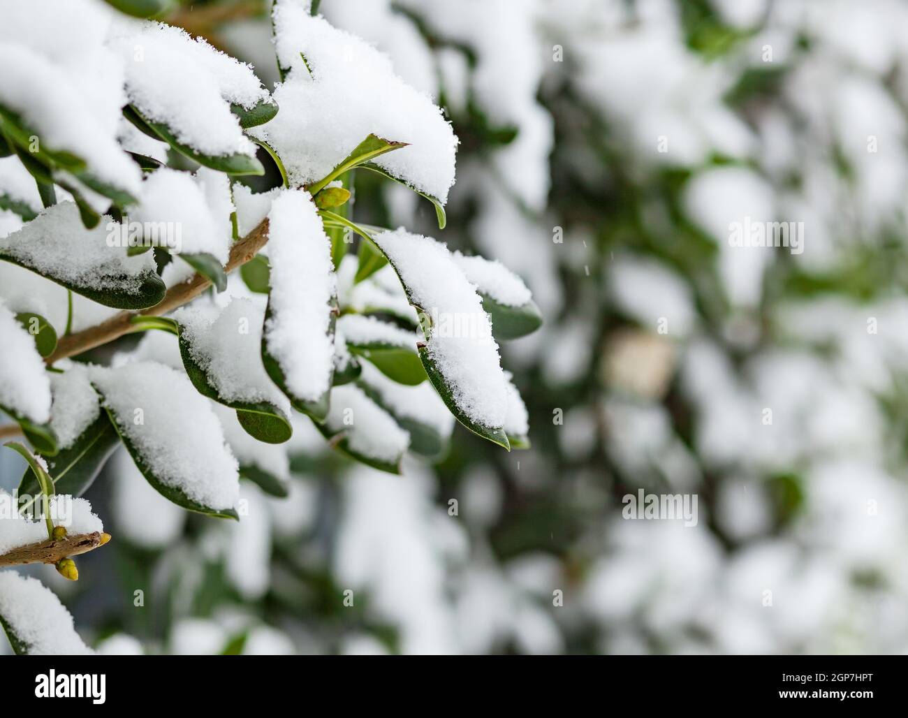 Evergreen twigs covered in a layer of freshly fallen snow and ice Stock ...