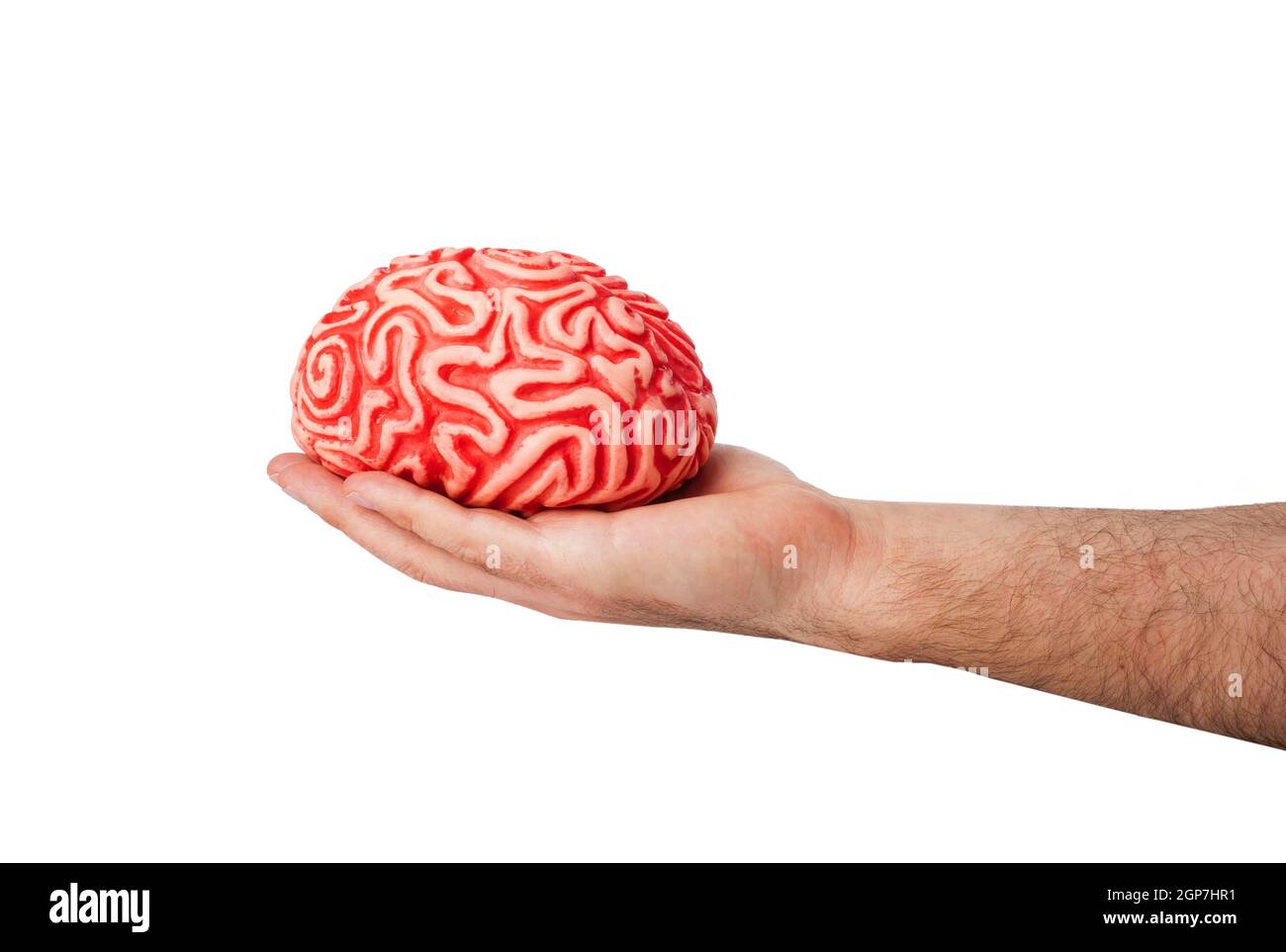 Human rubber brain in a hand on white background Stock Photo - Alamy