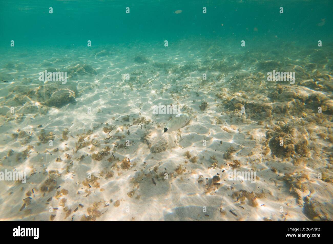 Bottom of the Mediterranean Sea with white sand and some rocks ...