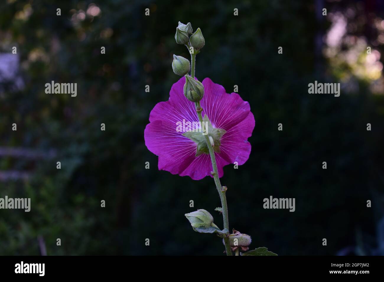 Purple Malva flower and buds growing in the garden against a green ...