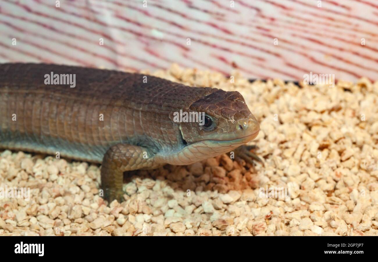 Close up of Gerrhosaurus major or Sudan plated lizard Stock Photo - Alamy