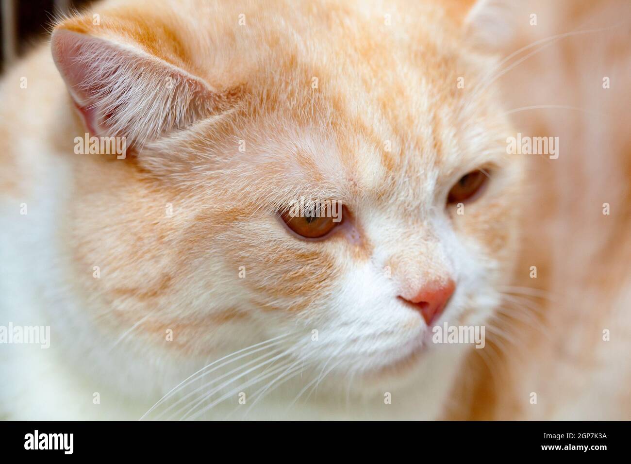 Red cat Gold chinchilla. Portrait of a smooth-haired straight Scotch ...