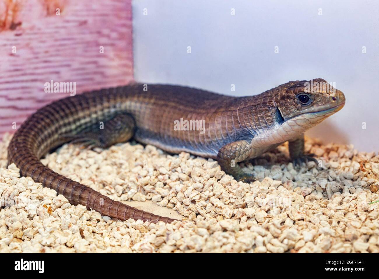 Sudan plated lizard gerrhosaurus major hi-res stock photography and ...