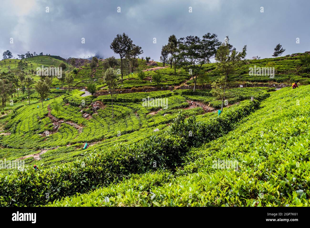 Tea plantations near Bandara Eliya village, Sri Lanka Stock Photo - Alamy