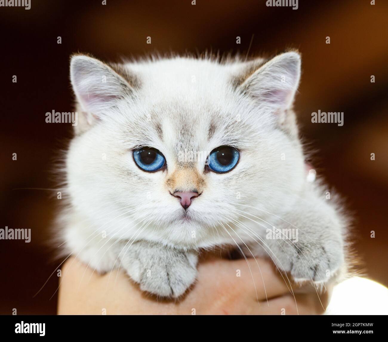 Portrait of a British Cat white color with blue eyes Stock Photo - Alamy