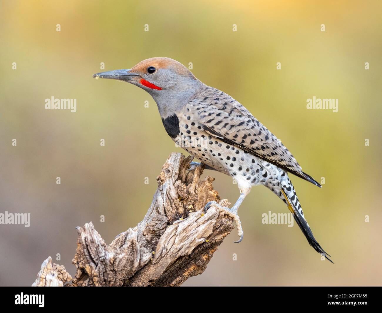 Gilded flicker, Marana, near Tucson, Arizona Stock Photo - Alamy