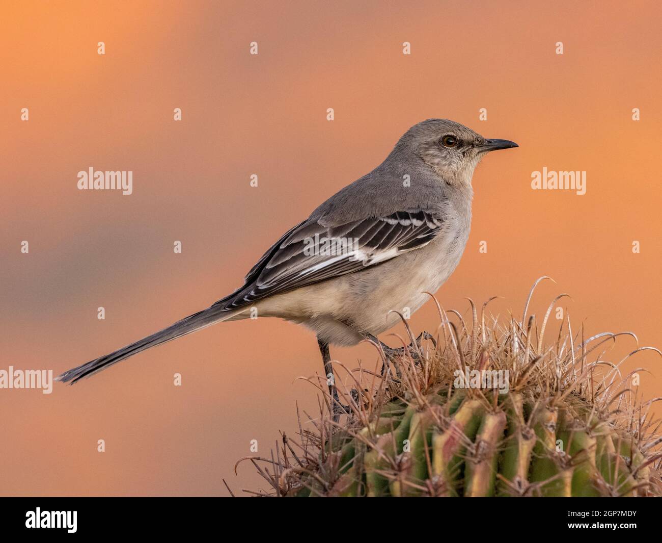 Northern Mockingbird, Marana, near Tucson, Arizona Stock Photo - Alamy