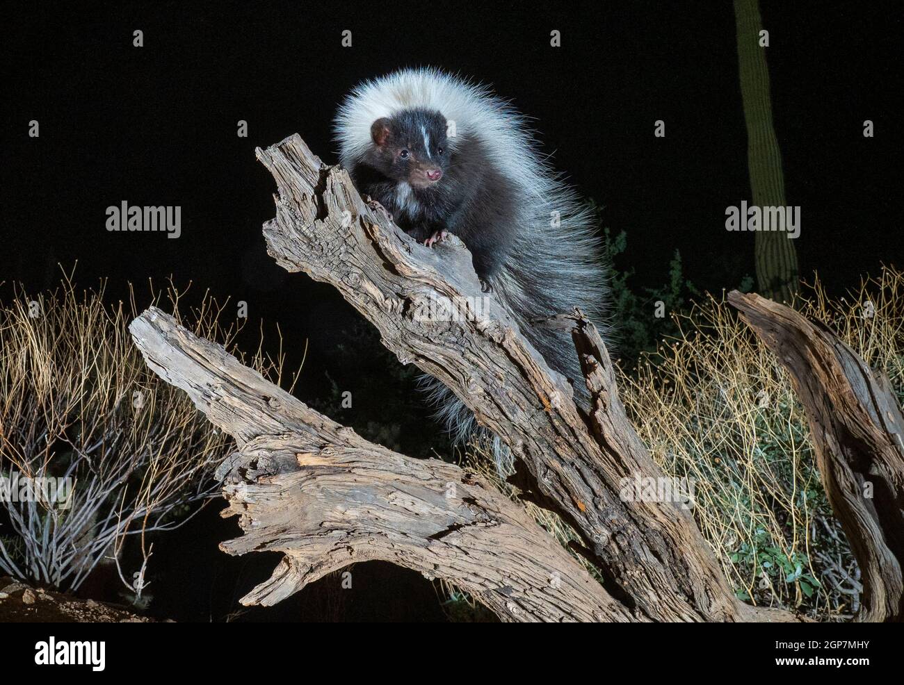Mephitis macroura hi-res stock photography and images - Alamy