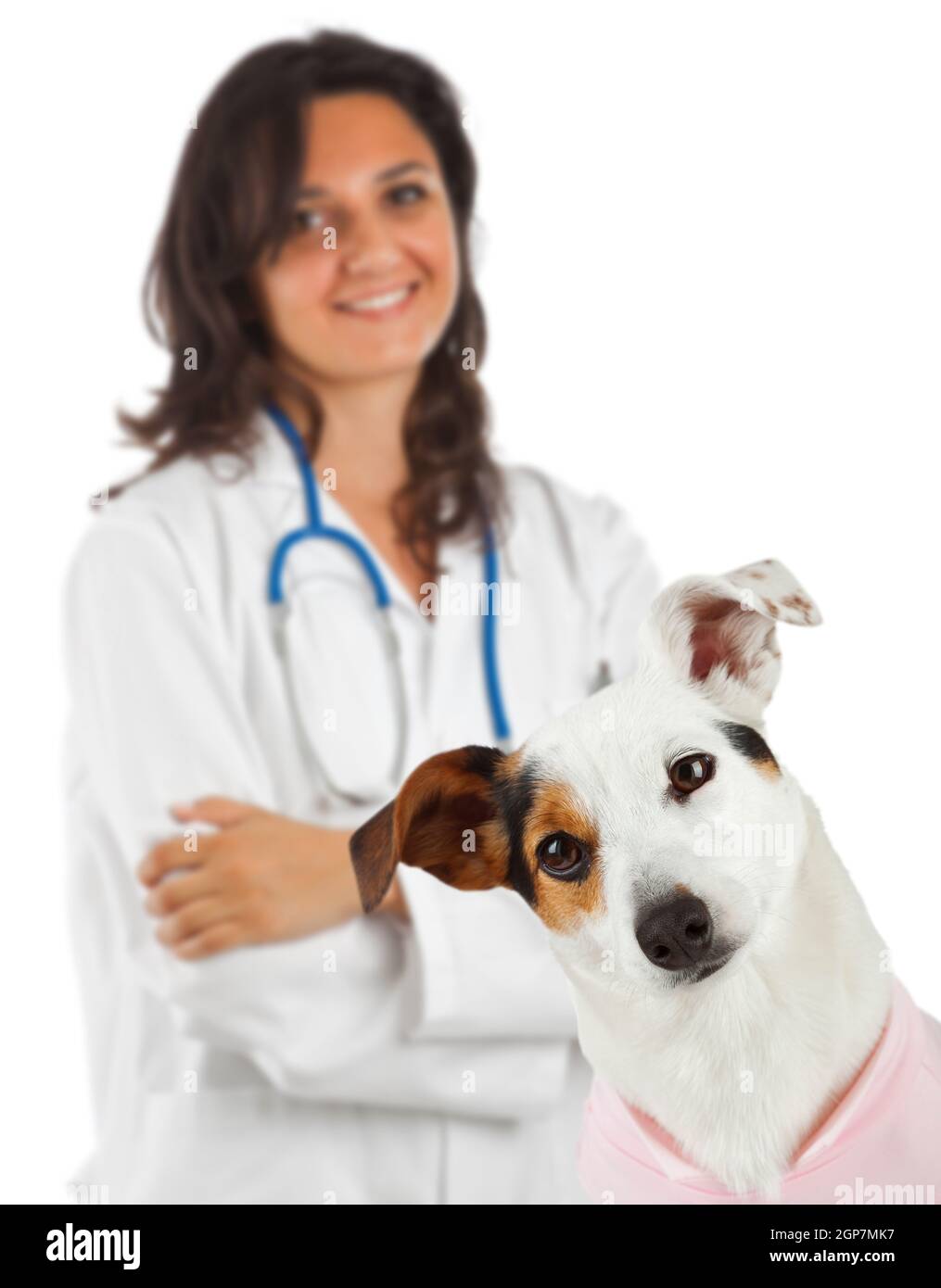 Jack Russell with veterinarian on white background Stock Photo - Alamy