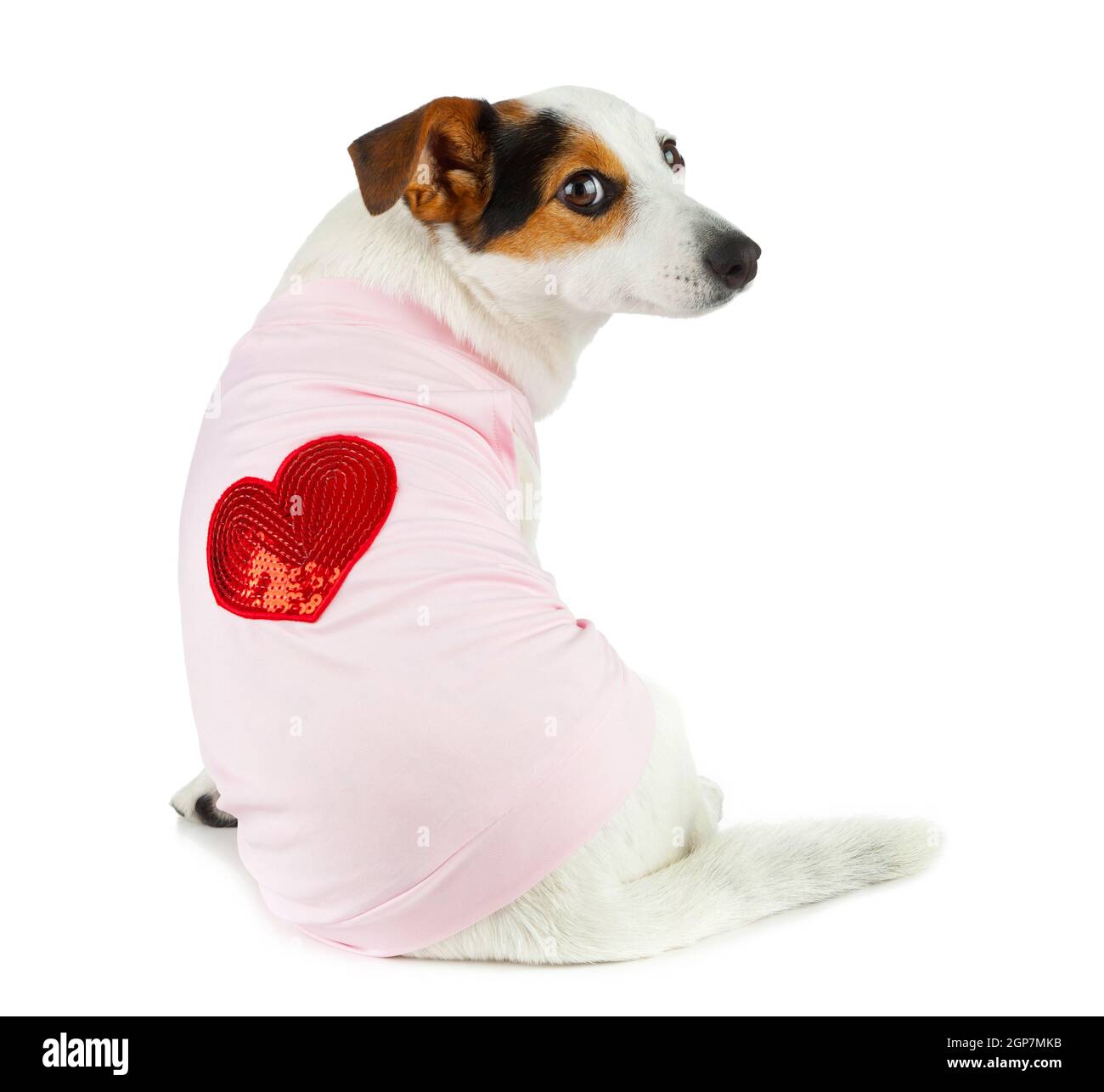 Young female Jack Russel with pink dress on white background Stock ...