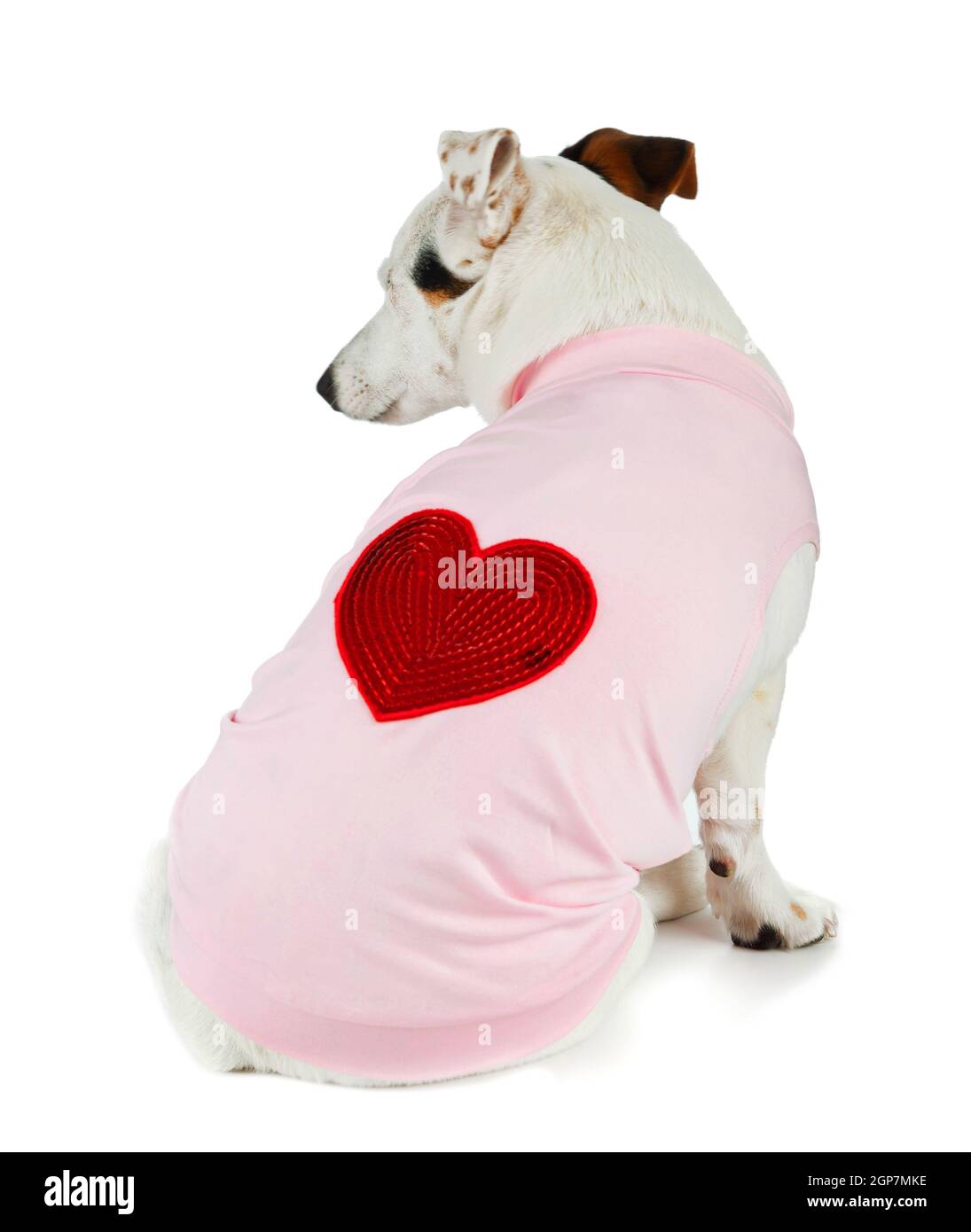 Young female Jack Russel with pink dress on white background Stock ...