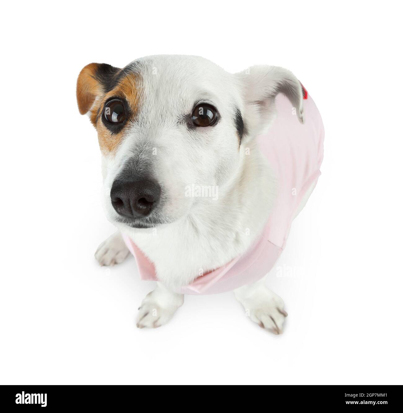 Young female Jack Russel with pink dress on white background Stock ...