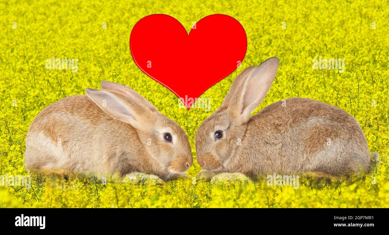 Cute easter couple rabbit heart hi-res stock photography and images - Alamy