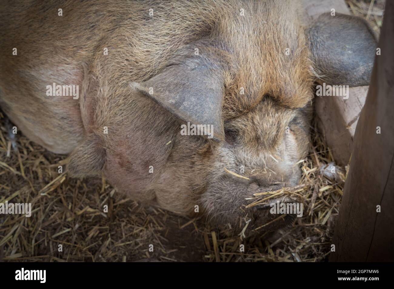 Pigpen outdoors hi-res stock photography and images - Alamy