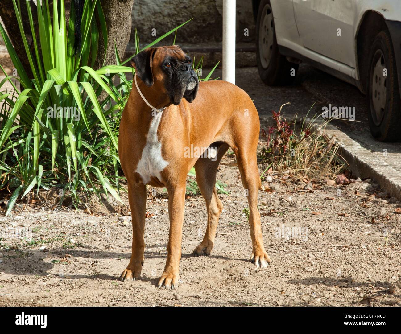Adult boxer dog hi-res stock photography and images - Alamy