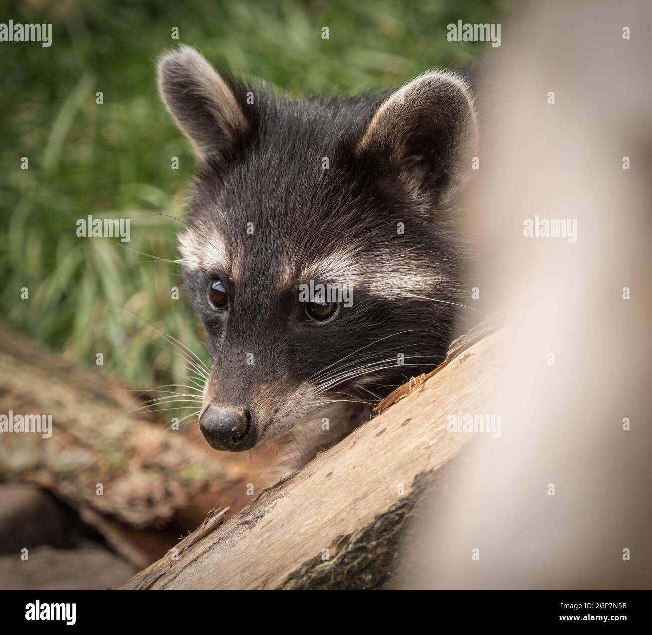 Closeup shot of a raccoon outdoors against a green background Stock ...