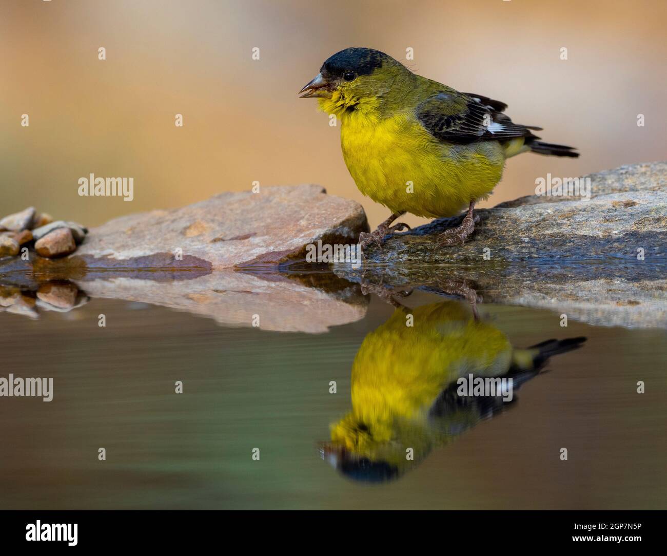 Lesser Goldfinch, Marana, near Tucson, Arizona Stock Photo - Alamy