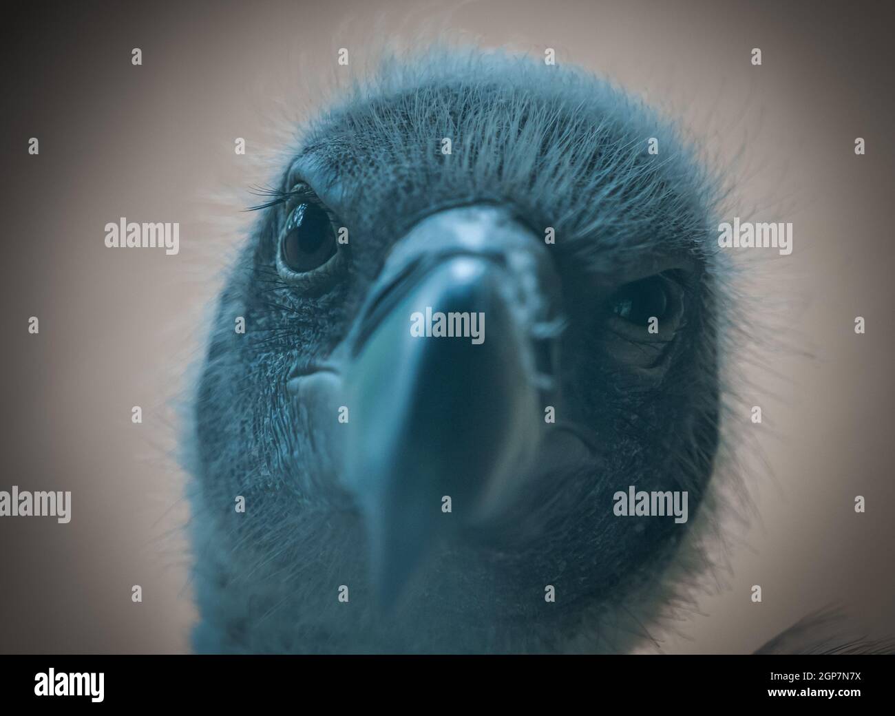 Portrait of a black vulture on a gray background Stock Photo - Alamy