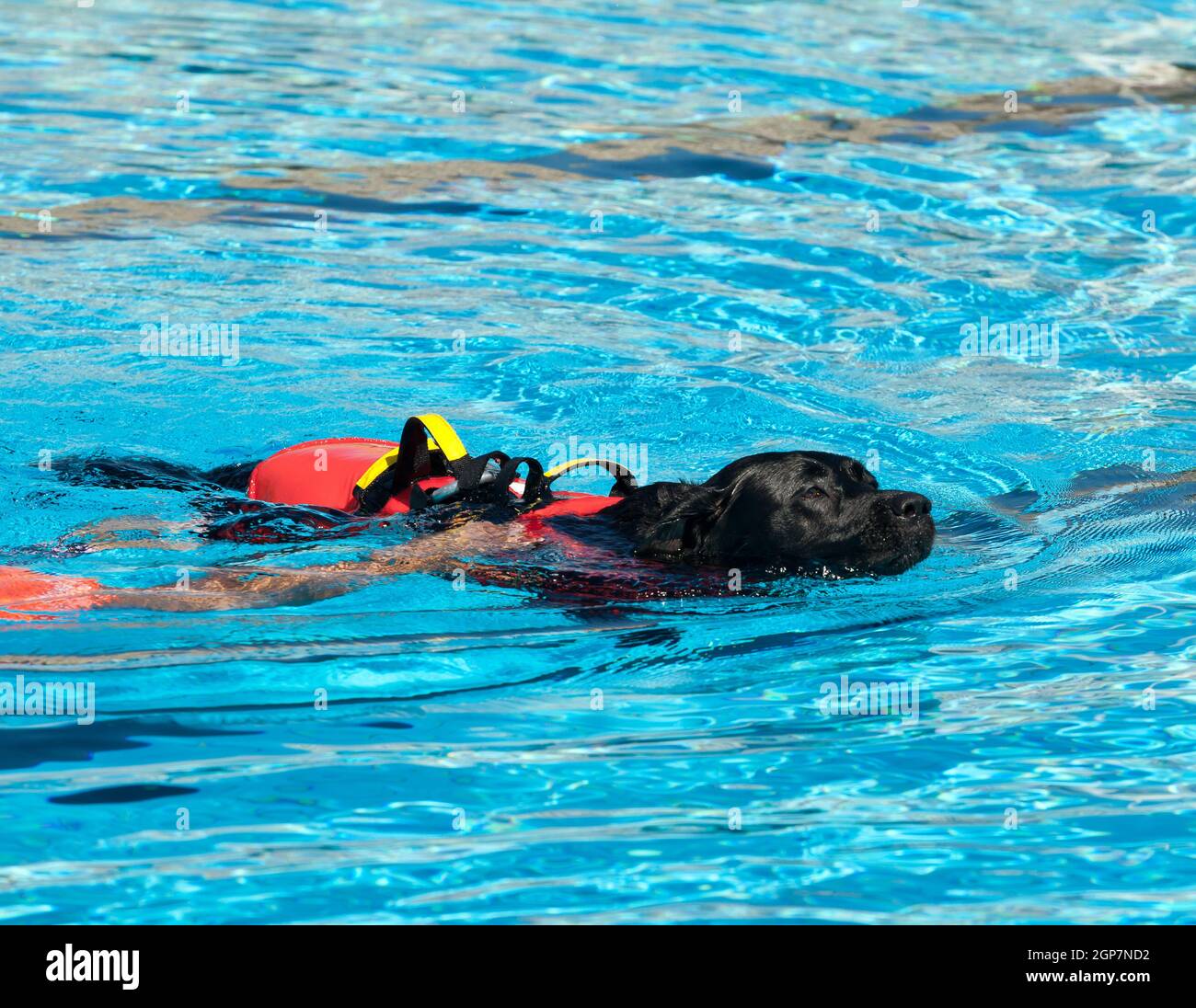 Lifeguard dog, rescue demonstration with the dogs in the pool Stock ...