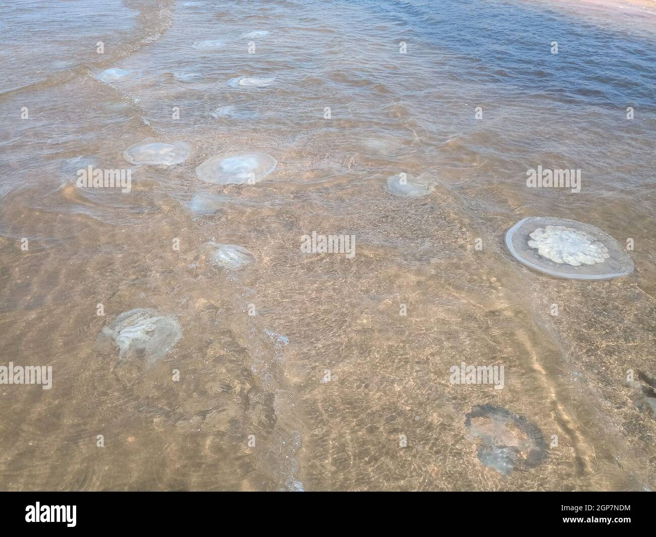 Dead jellyfish in the shallow waters of the seashore. Jellyfish ...