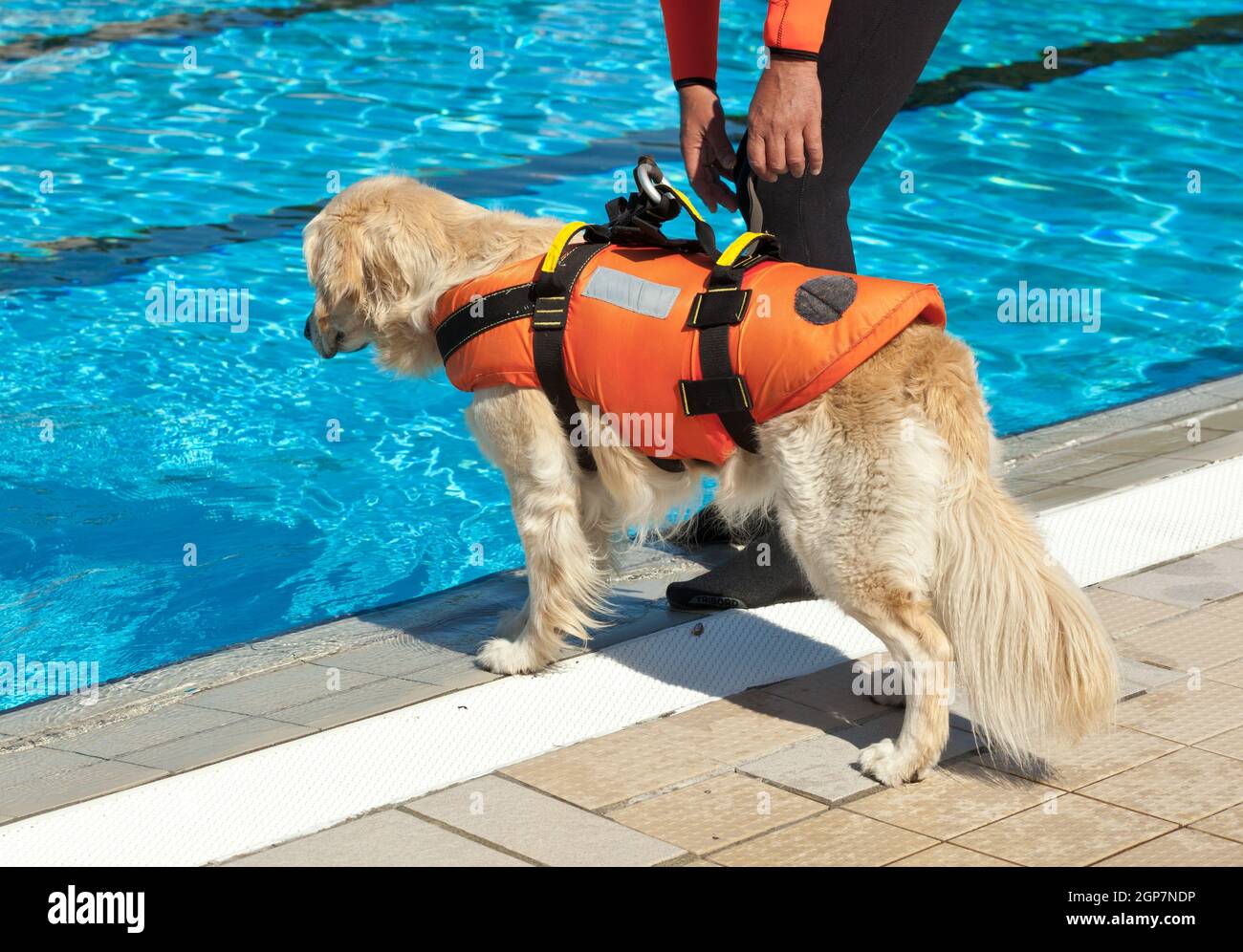 Lifeguard dog, rescue demonstration with the dogs in the pool Stock ...
