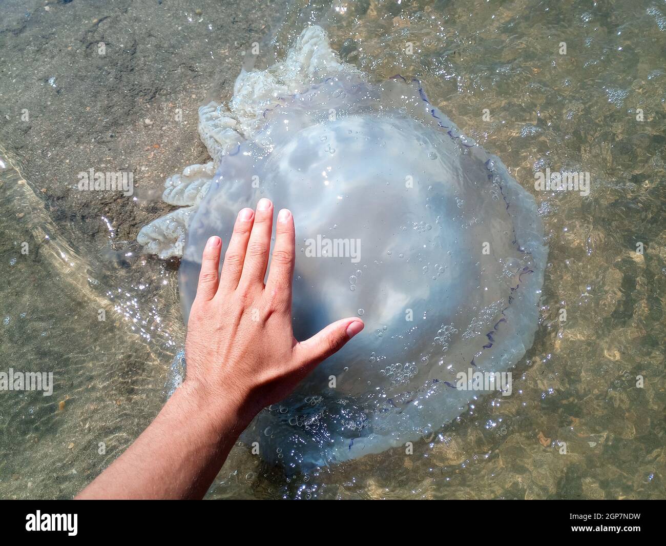 Jellyfish Rhizostoma root rope, thrown to the shore of the sea. Dead ...