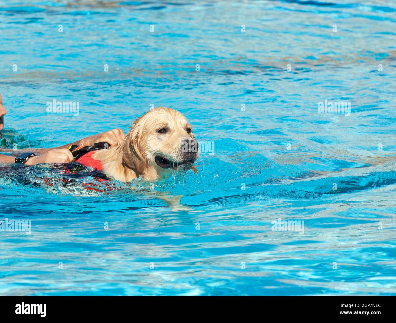 Lifeguard dog, rescue demonstration with the dogs in the pool Stock ...