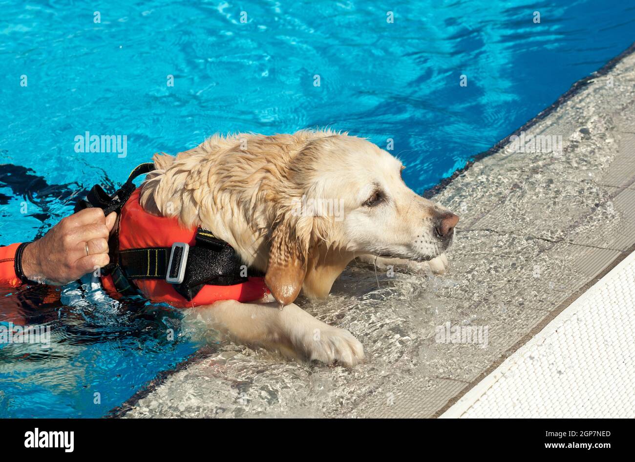 Baywatch dog hi-res stock photography and images - Alamy
