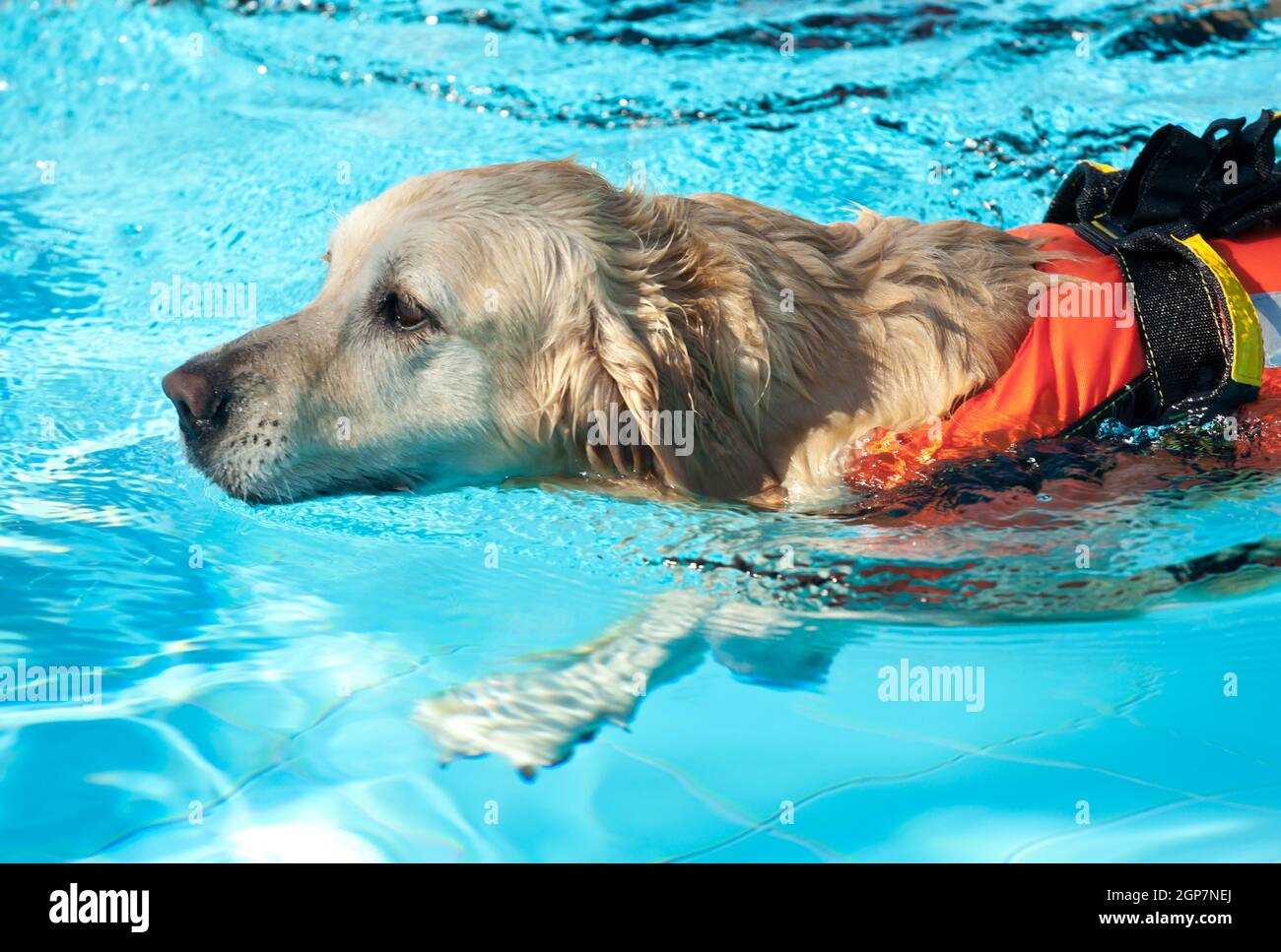 Lifeguard dog, rescue demonstration with the dogs in the pool Stock ...