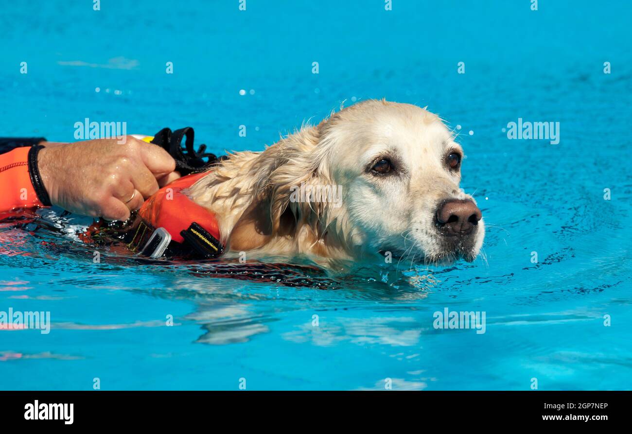 Lifeguard dog, rescue demonstration with the dogs in the pool Stock ...
