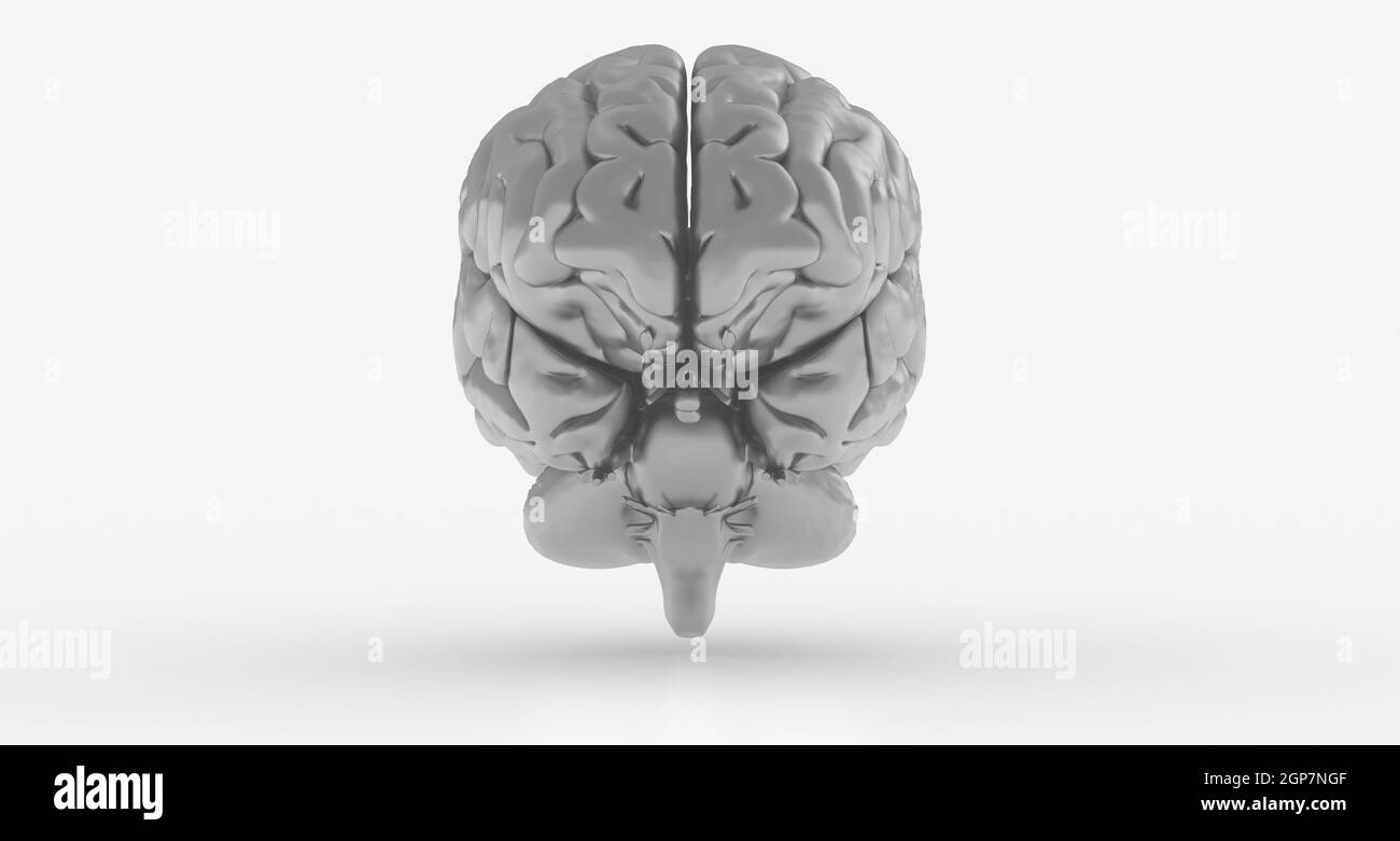 3D rendering of a gray human brain in the light background Stock Photo ...