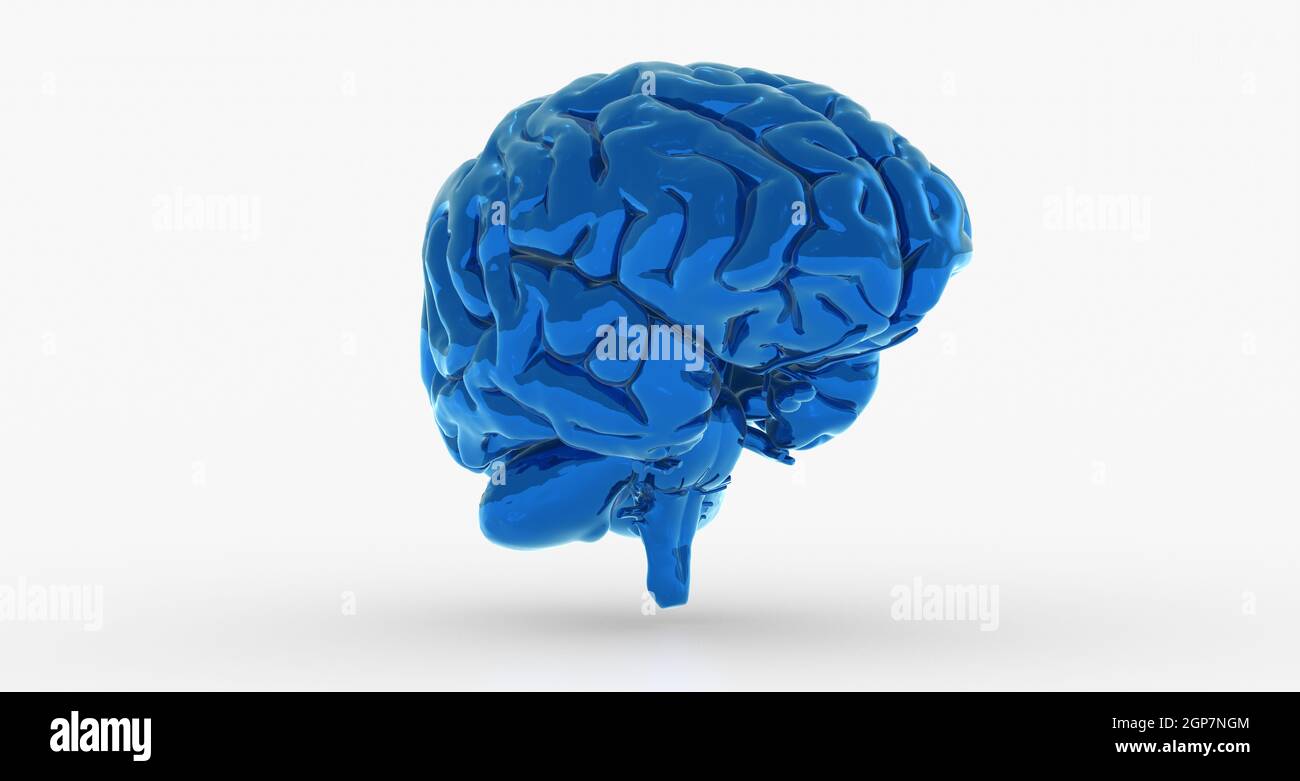 3D rendering of a blue-colored human brain in the light background ...