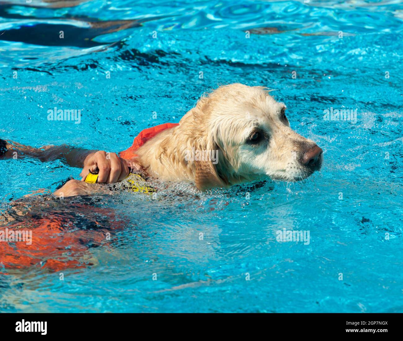 Lifeguard dog, rescue demonstration with the dogs in the pool Stock ...