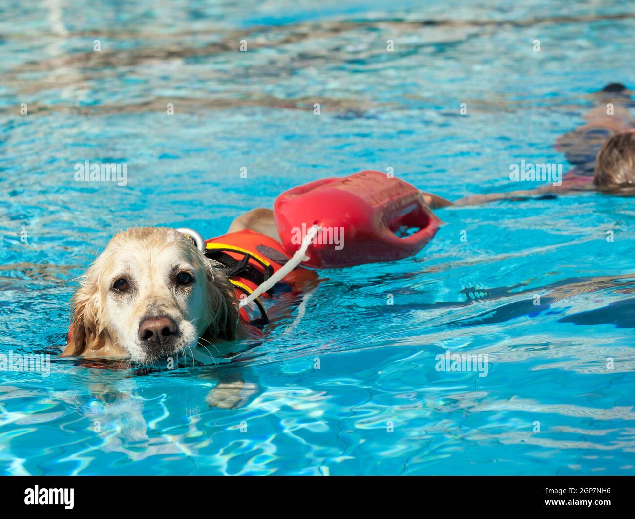 Lifeguard dog, rescue demonstration with the dogs in the pool Stock ...
