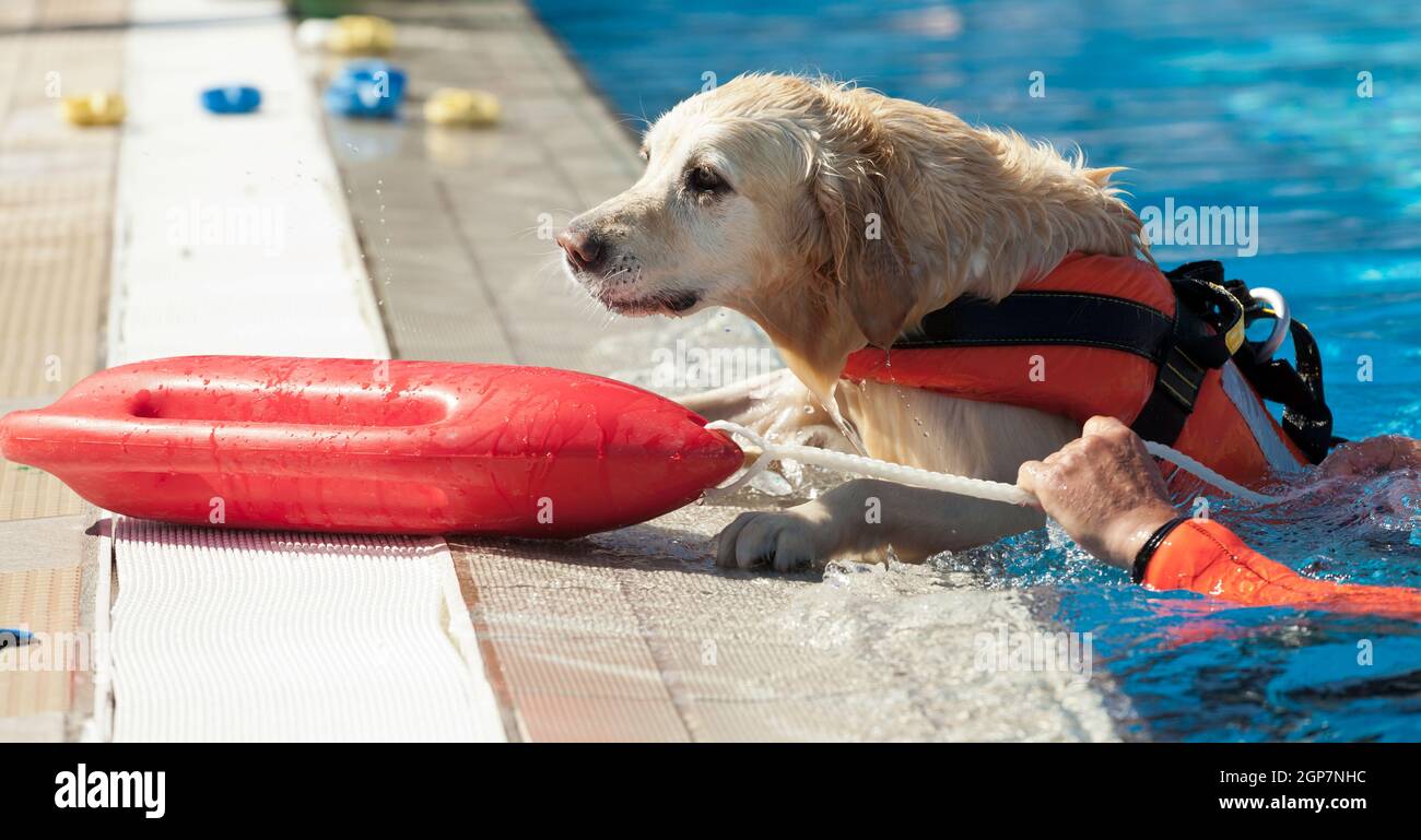 Lifeguard dog, rescue demonstration with the dogs in the pool Stock ...