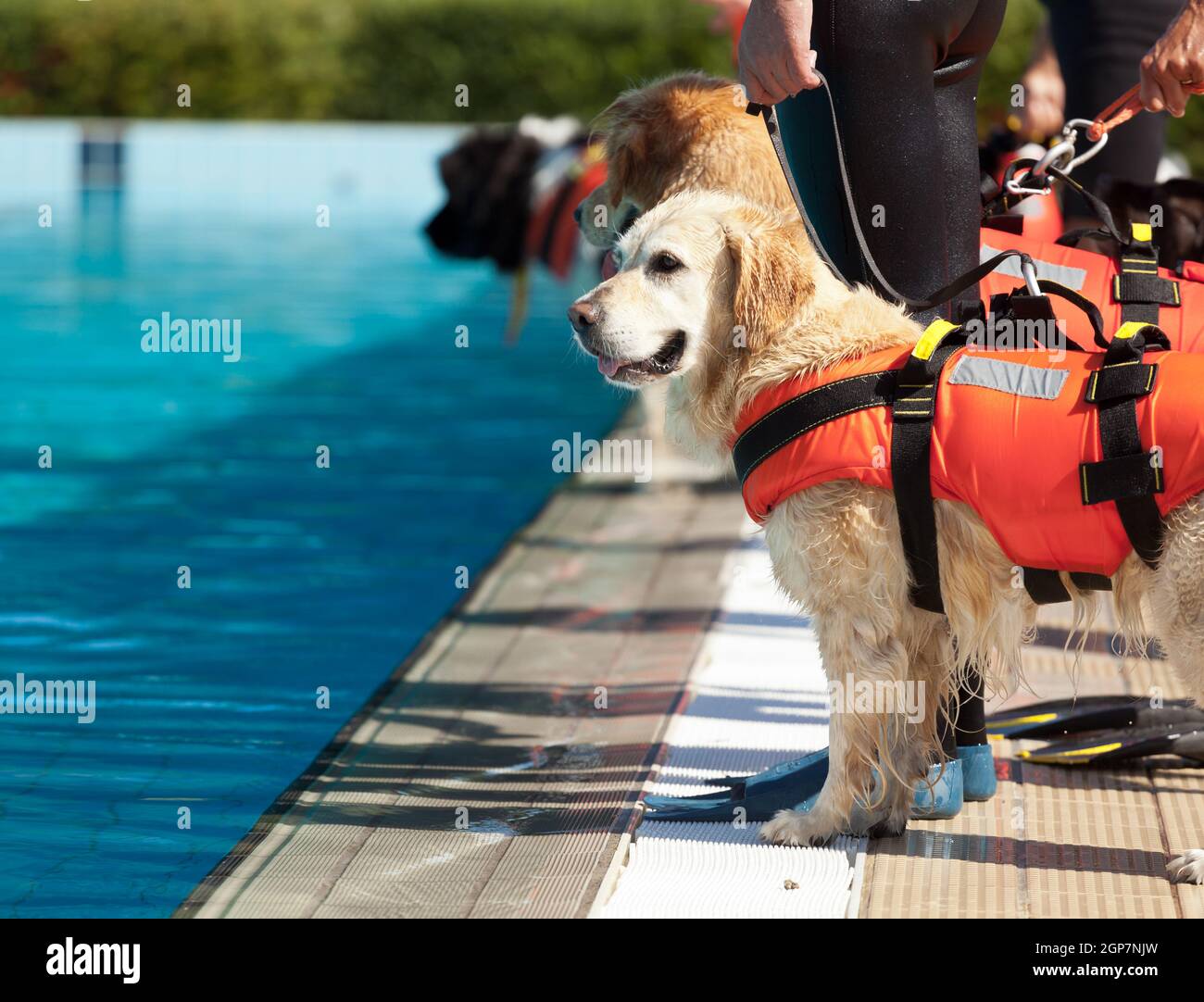 Lifeguard dog, rescue demonstration with the dogs in the pool Stock ...