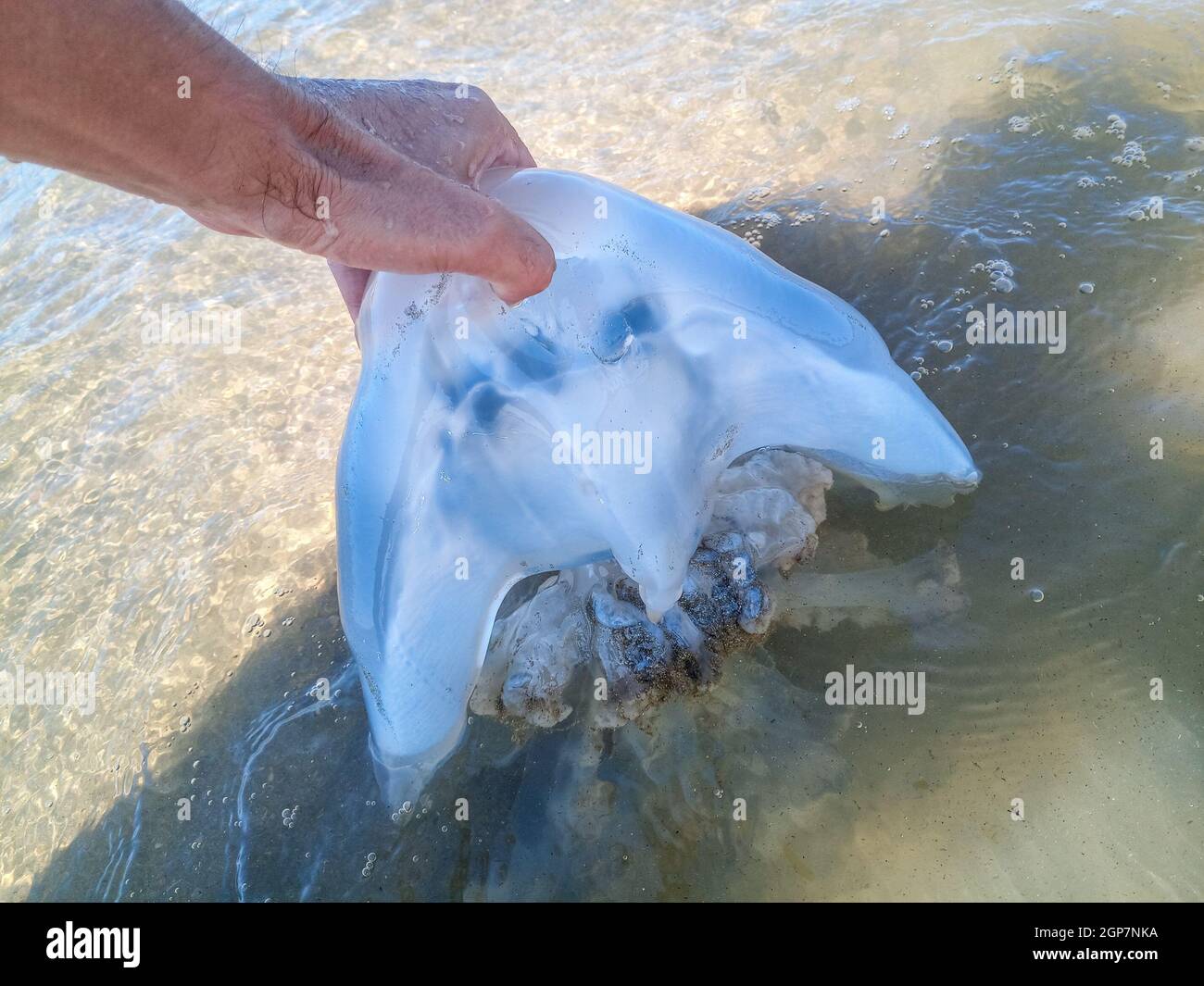 Jellyfish Rhizostoma root rope, thrown to the shore of the sea. Dead ...