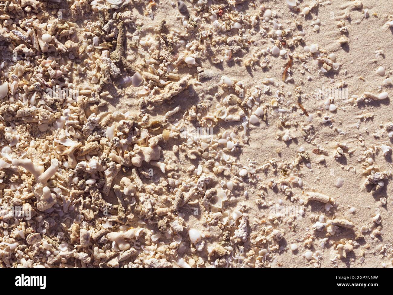 Maldives sand background with shells and remains of corals dragged by ...