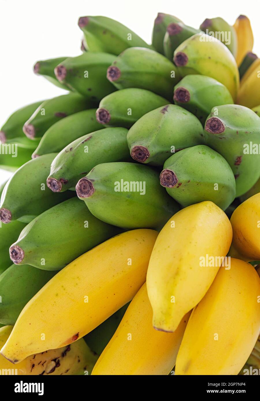 Mini bananas from the Maldives. Bananas are a typical fruit of the ...