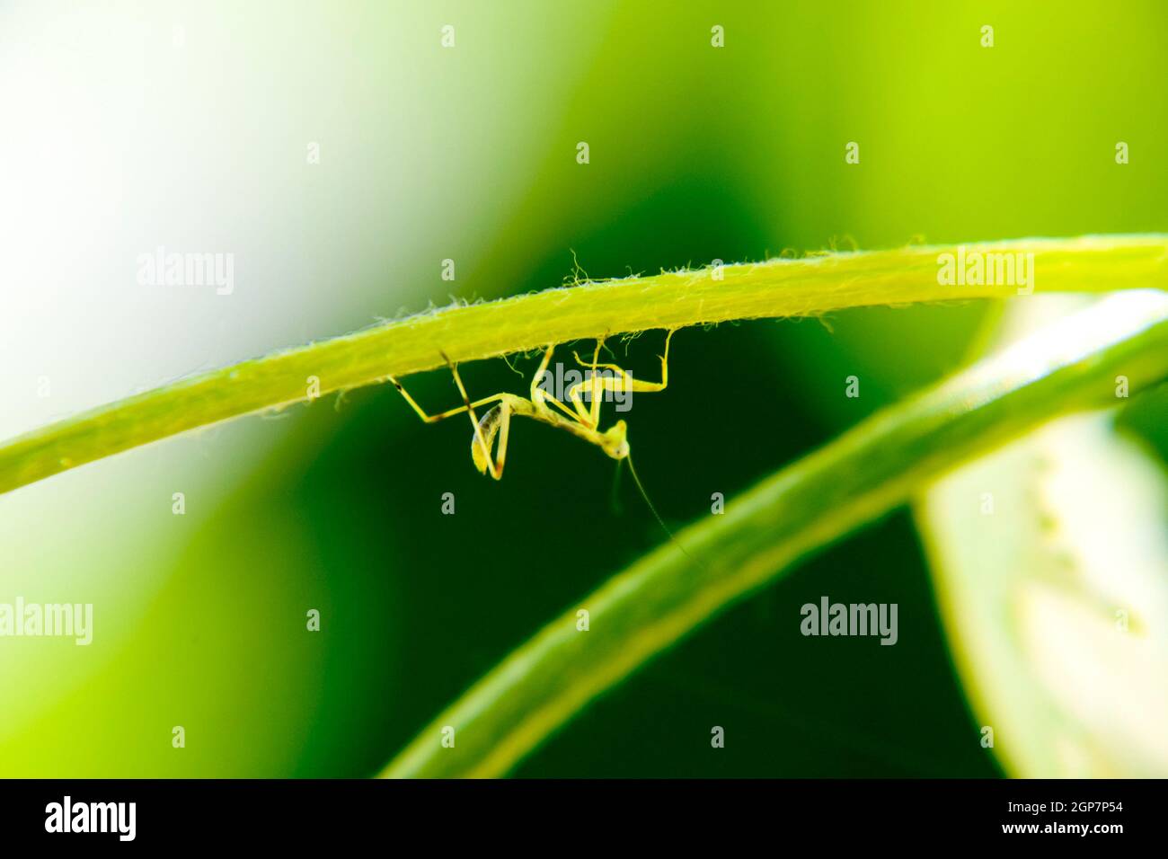 Larva of the mantis. Nymph mantis, Growing insect. Mantis in the ...