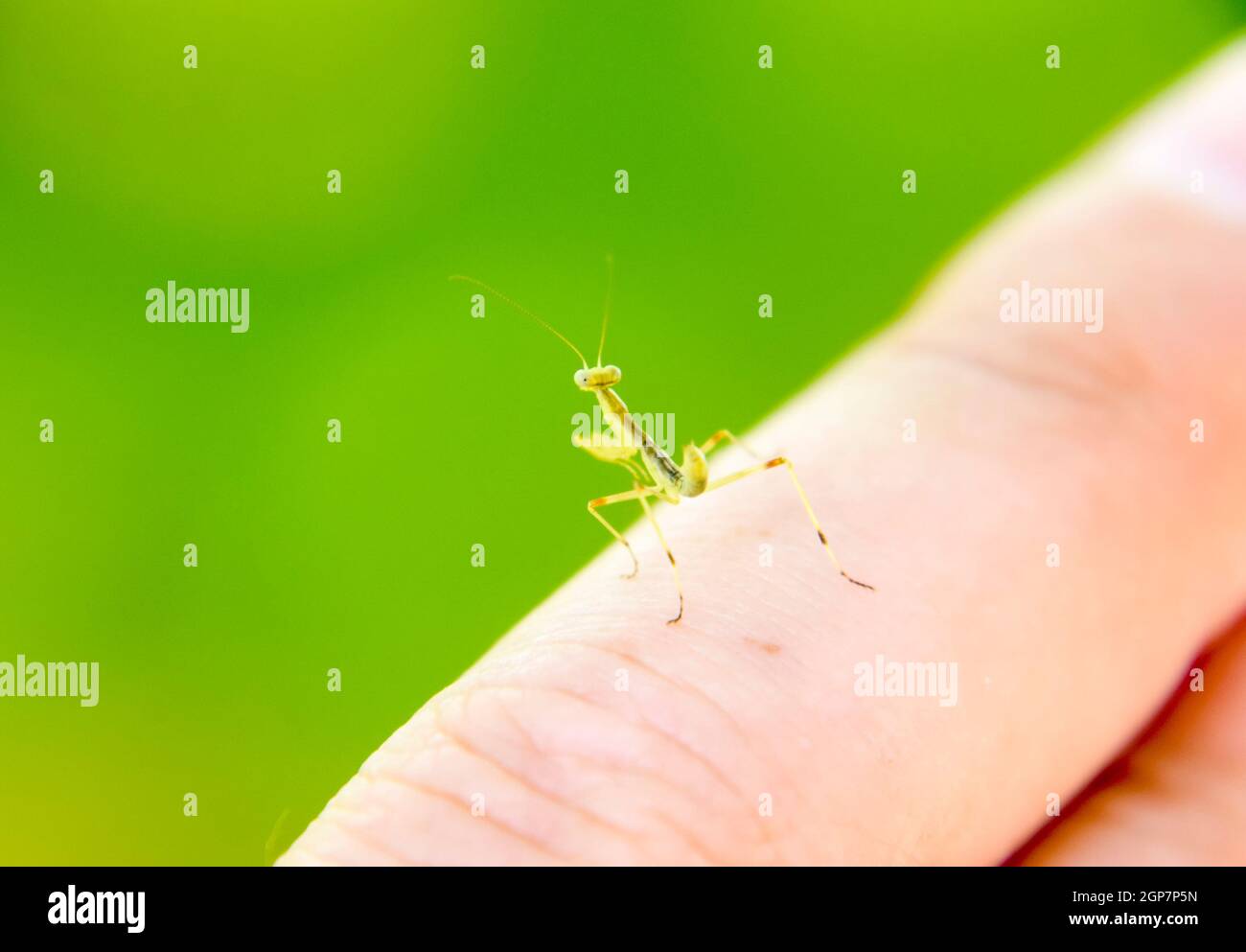 Larva of the mantis. Nymph mantis, Growing insect. Mantis on your ...