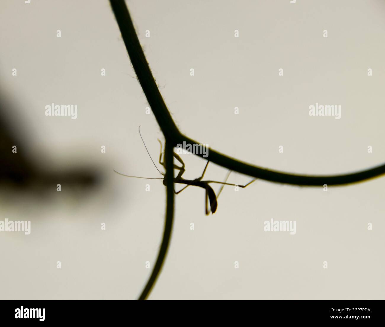 Larva of the mantis. Nymph mantis, Growing insect. Mantis in the ...