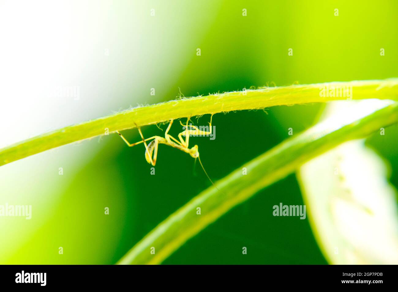 Larva of the mantis. Nymph mantis, Growing insect. Mantis in the ...