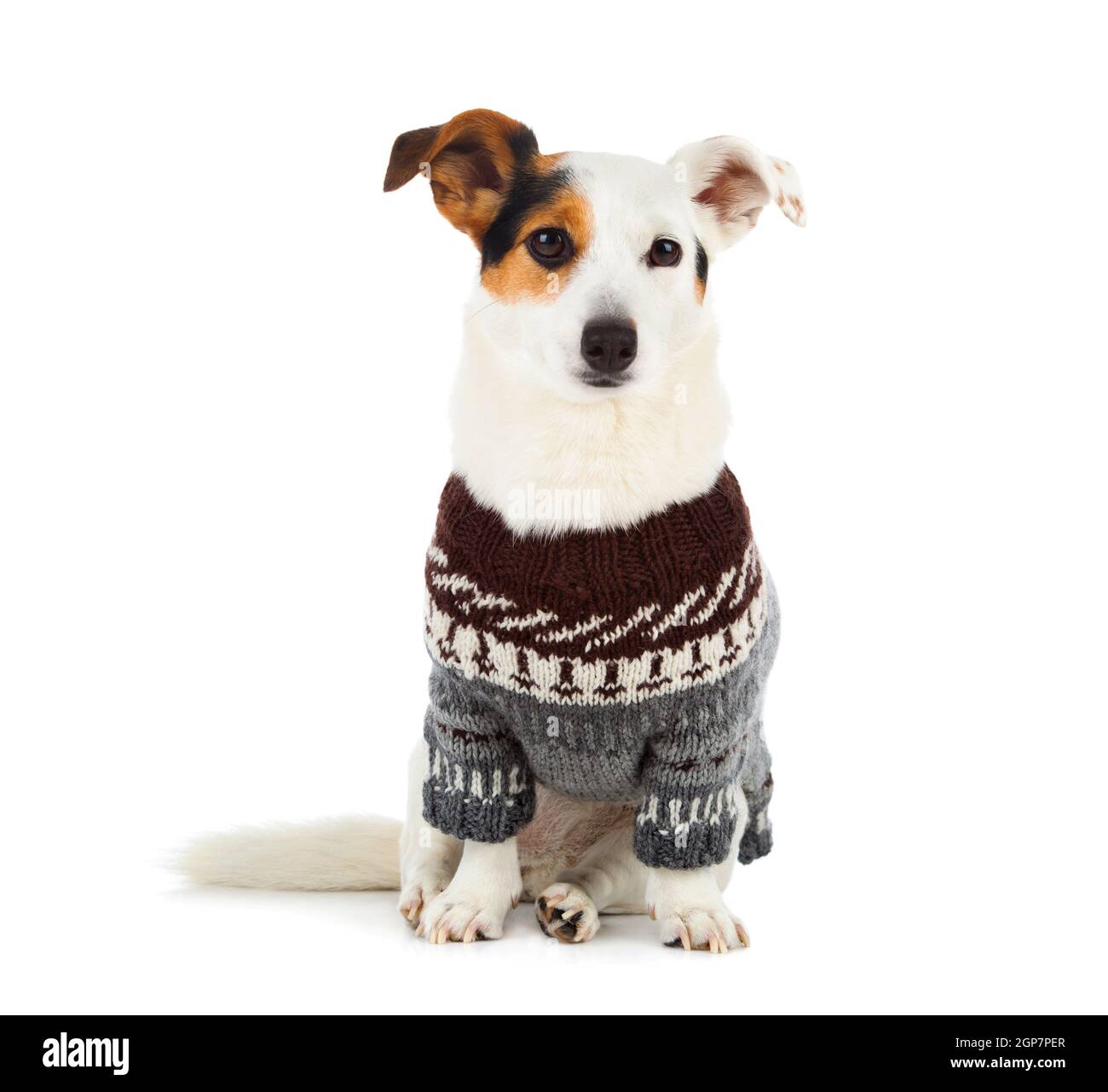 Jack russell sitting with sweater on white background Stock Photo - Alamy